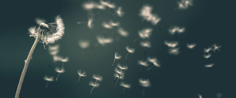 Einen Trauerfall anzukündigen: Lesen Sie hier alles, was Sie wissen sollten